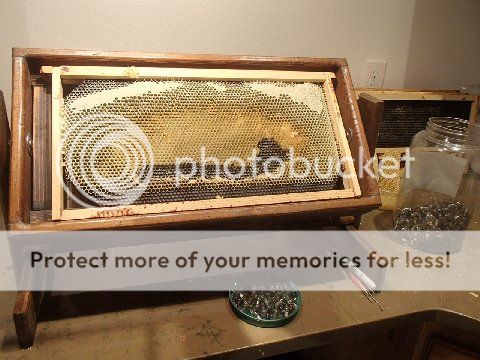 OTS queen rearing... | Beesource Beekeeping Forums